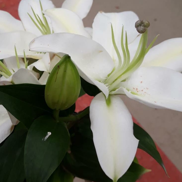 Floricultura Serra: Comprar Flores Online, Buquês e Cestas | Isabela Flores