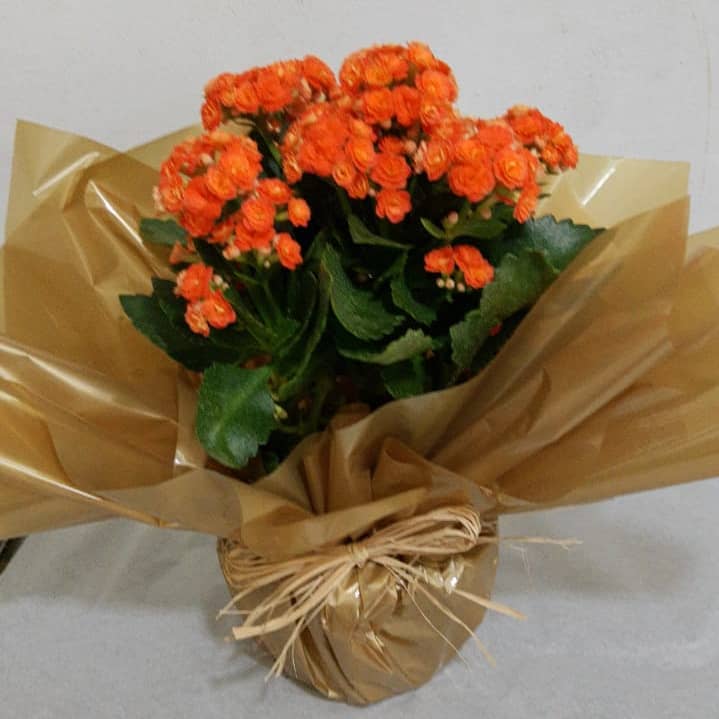 Floricultura em Sarandi: Comprar Flores Online | Isabela Flores