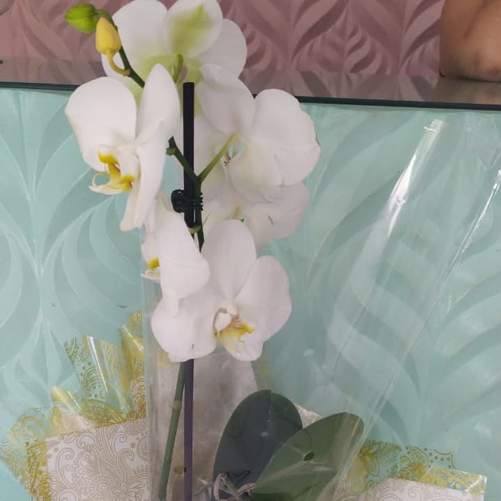 Floricultura Recife: flores online, cestas e mais | Isabela Flores
